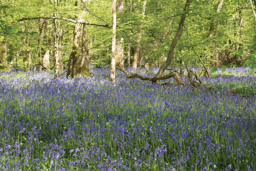 A nature spring guide for families - where to go locally and what to ...